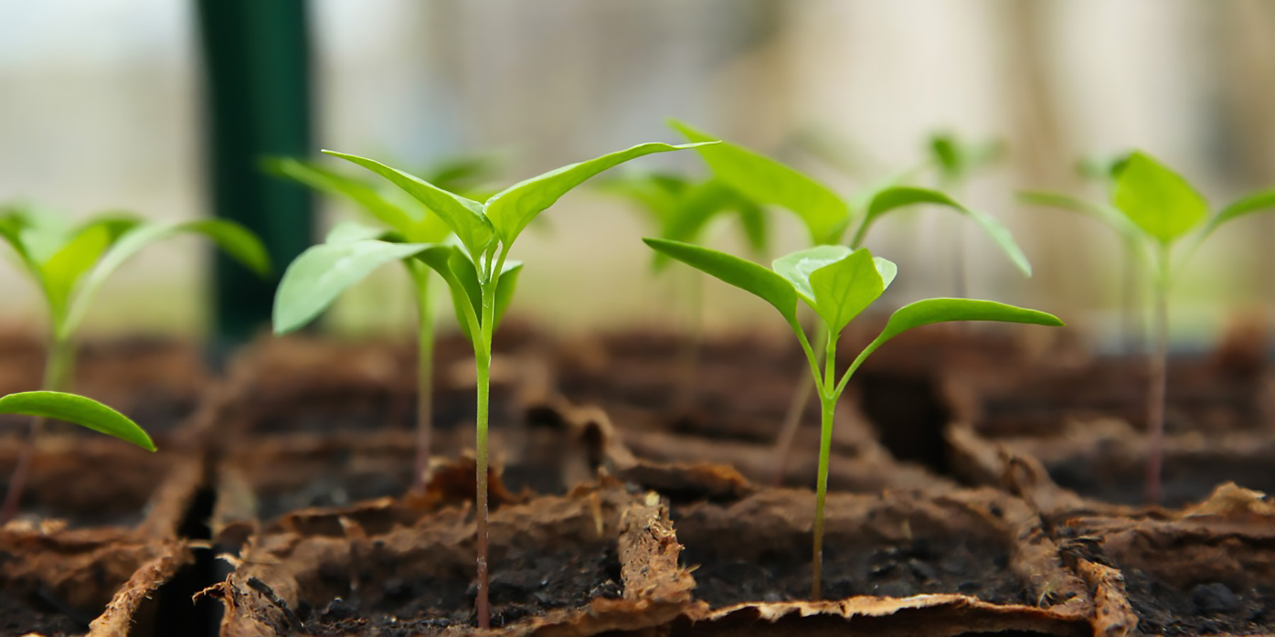 Advantages and Disadvantages of Growth Stocks - Fincier Advantages and Disadvantages of Growth Stocks - Fincier